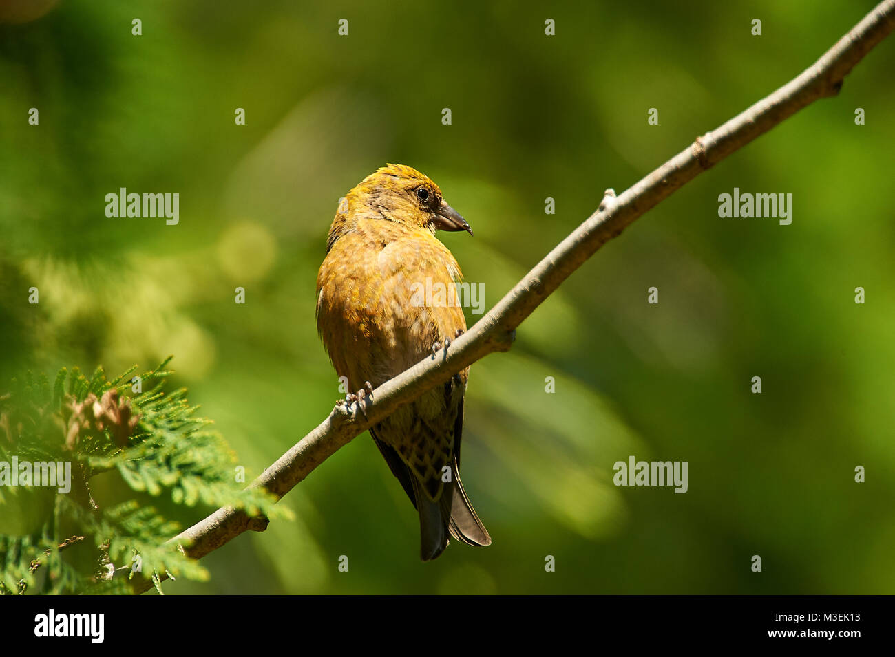 Female red crossbill hi-res stock photography and images - Alamy