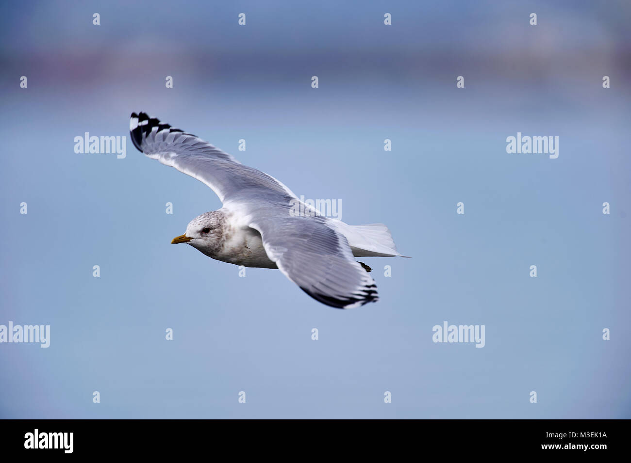 Short-billed Gull (Larus brachyrhynchus), (formerly Mew Gull), in ...