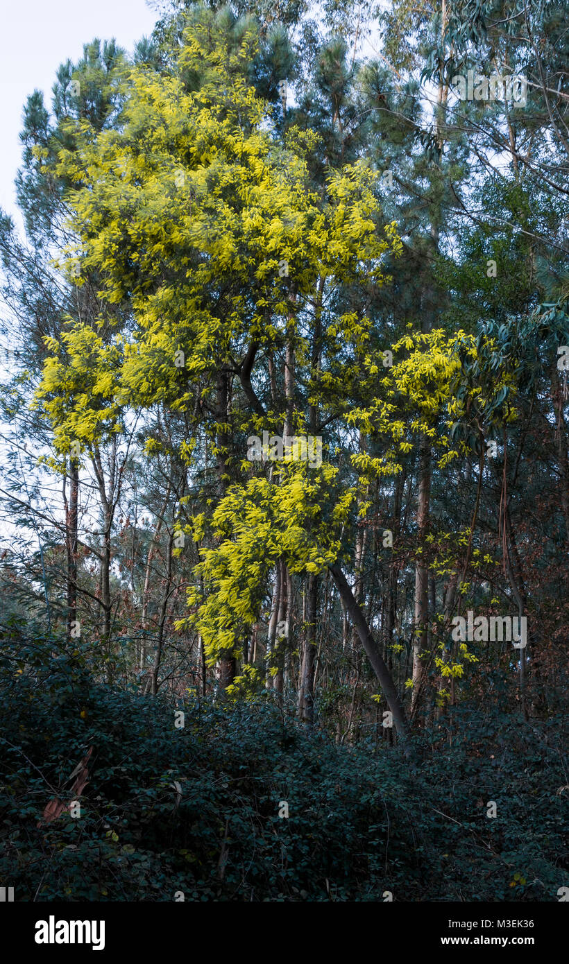 Acacia Garden High Resolution Stock Photography and Images - Alamy