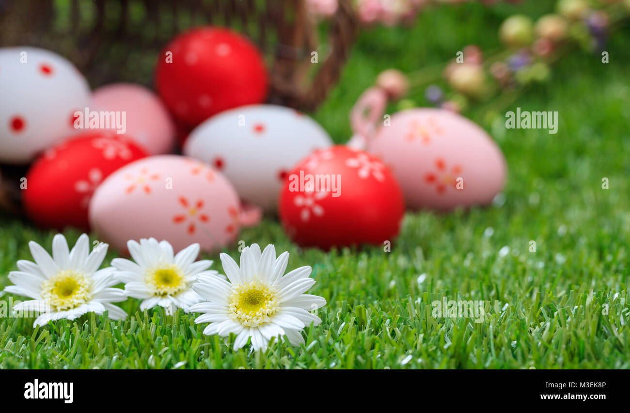 Easter concept. White daisies on green grass, blurred easter eggs ...