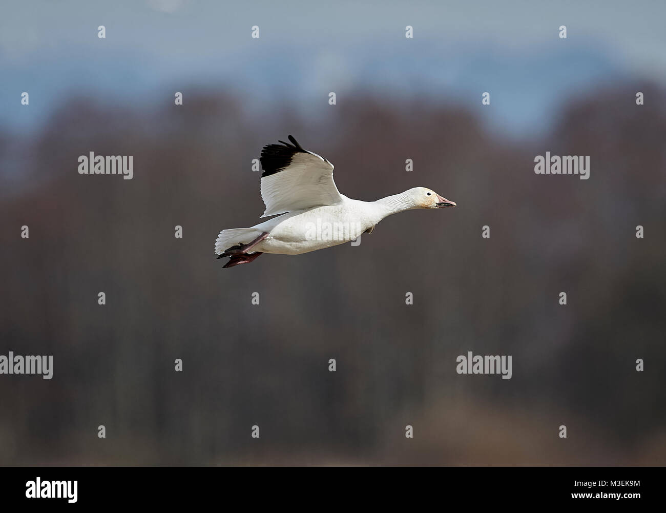 Lesser canada goose hi-res stock photography and images - Alamy
