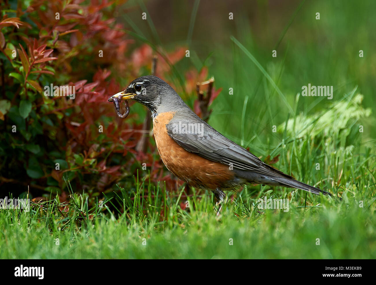 Robin eating earthworm hi-res stock photography and images - Alamy
