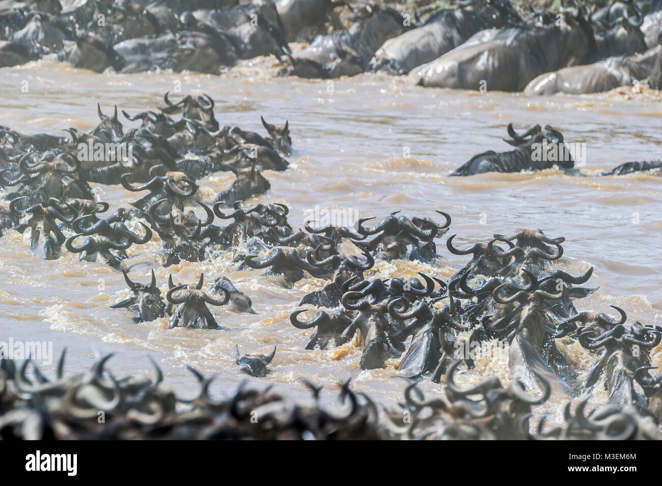 A massed herd of wildebeest surge through the fast-flowing Mara River ...