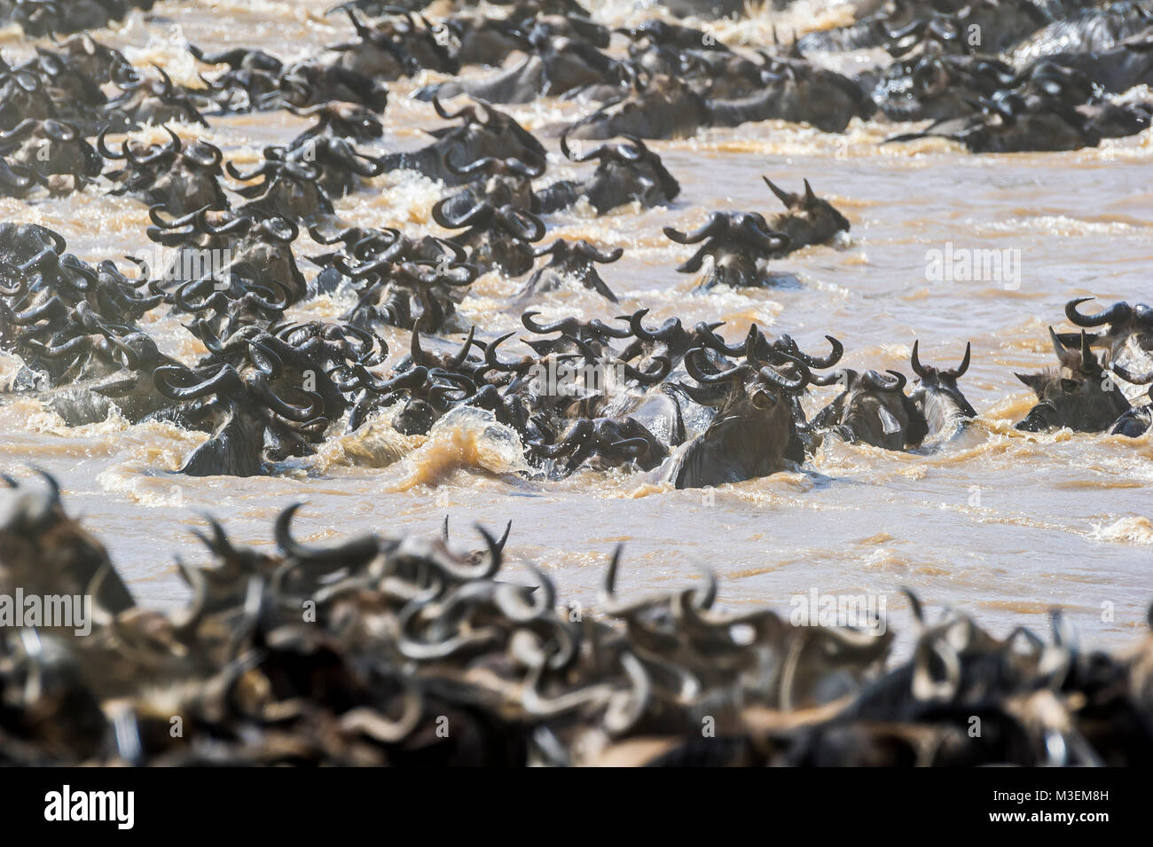 A massed herd of wildebeest surge through the fast-flowing Mara River ...