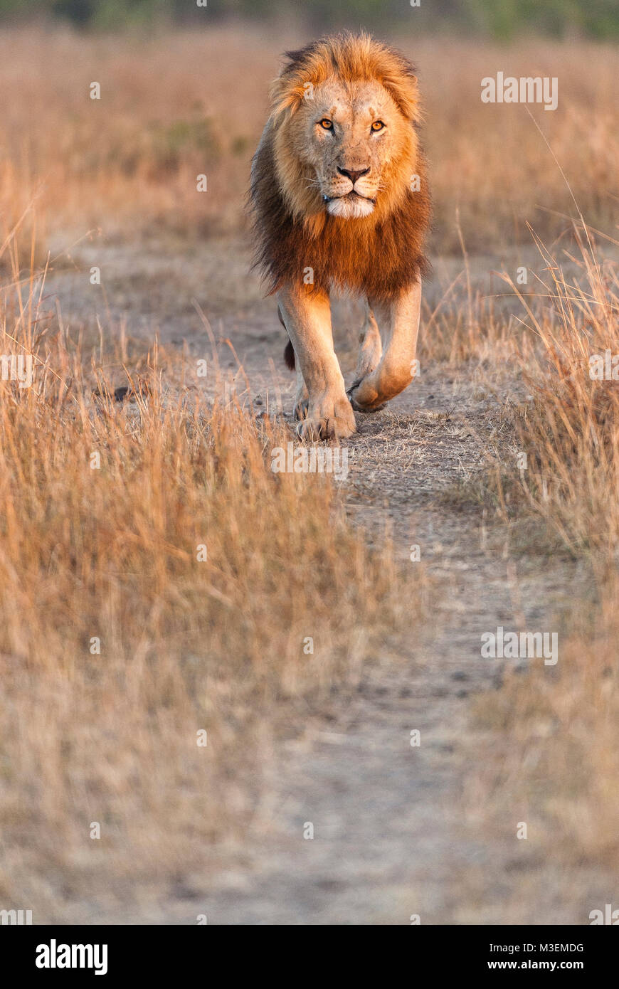 A male lion striding purposefully down a well-worn pathway in the ...