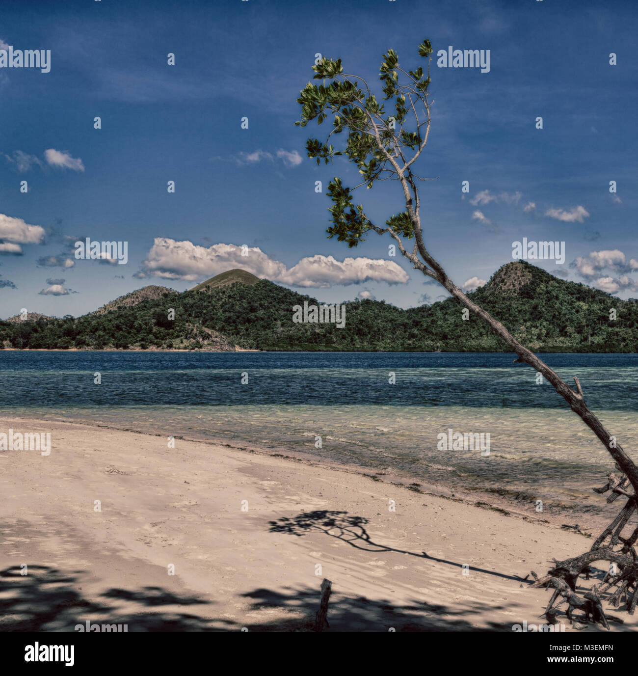 in the philippines island beautiful cosatline tree hill and boat for ...