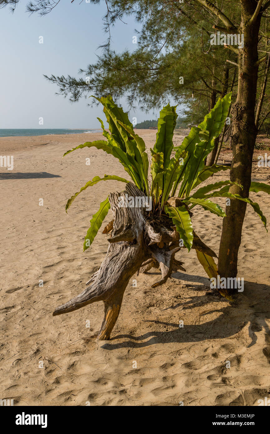 Thailand, Koh Kho Khao island Stock Photo - Alamy