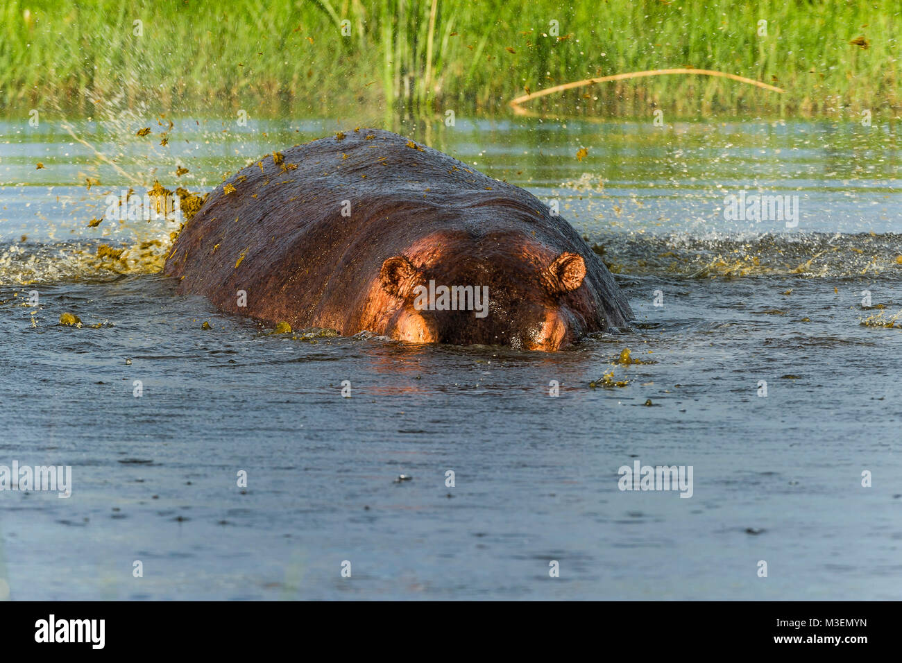 Defecating in hi-res stock photography and images - Alamy