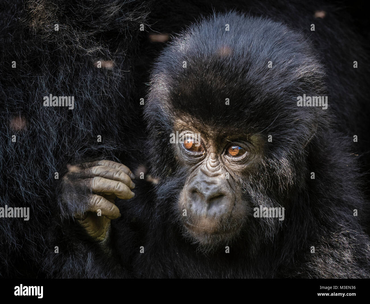 A silverback mountain gorilla, known as Guhonda of the Sabyinyo Group ...