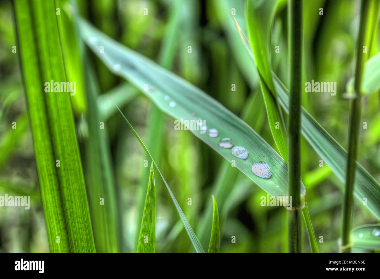 Water Drops on a Plant taken in 2015 Stock Photo - Alamy