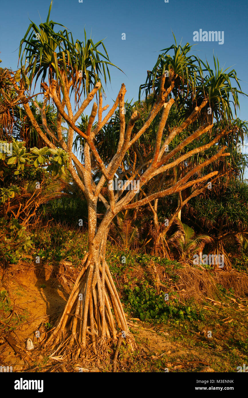 Mangrove. Lifuka island. Ha´apai islands. Tonga. Polynesia Stock Photo ...