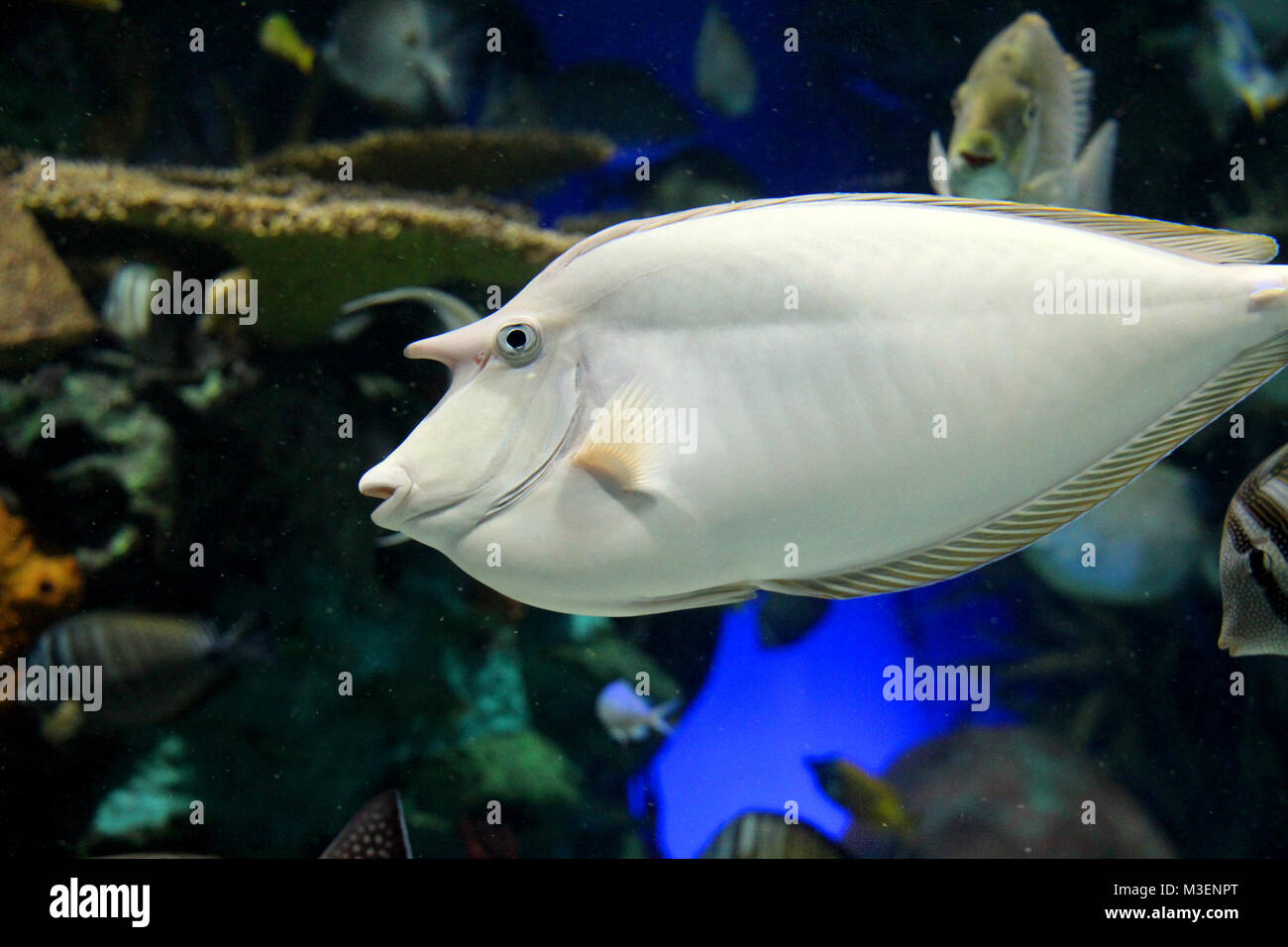 Big grey fish profile in aquarium tank Stock Photo - Alamy
