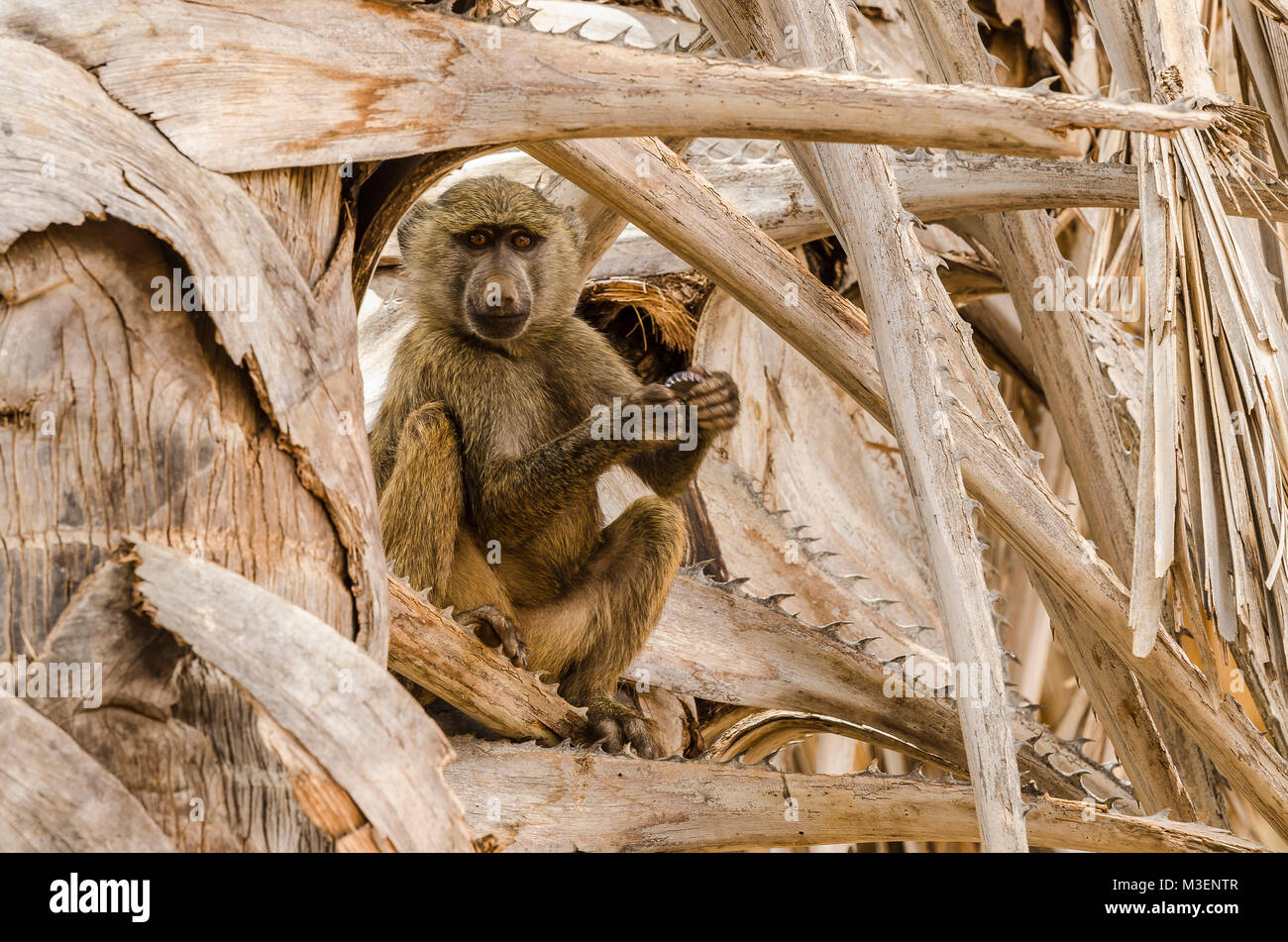 A young olive baboon (Papio anubis) plays with a soft drink bottle cap ...