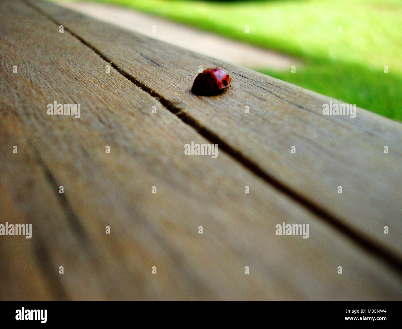 Red ladybug at wooden bench Stock Photo - Alamy