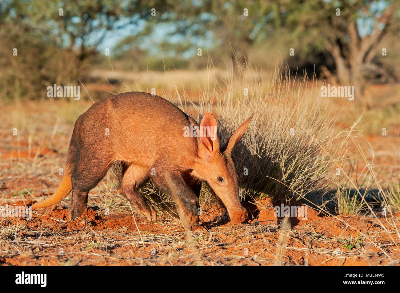 Antbear hi-res stock photography and images - Alamy