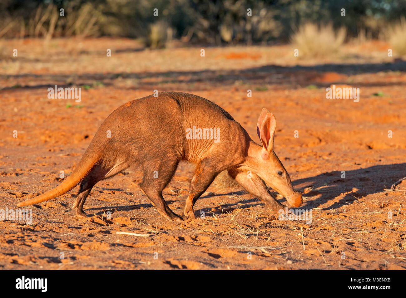 Antbear hi-res stock photography and images - Alamy