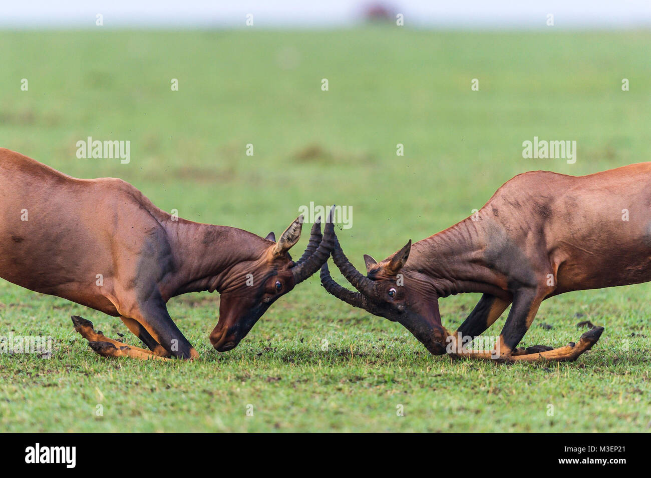 Two male topi antelope sparring (Damaliscus lunatus jimela) to ...