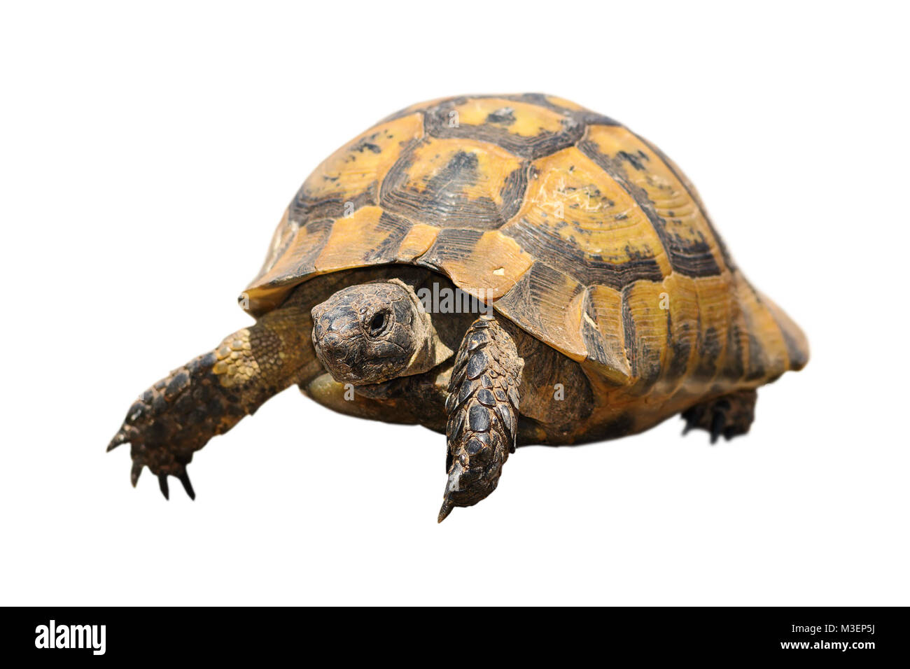 greek tortoise isolated over white background ( Testudo graeca ), wild ...