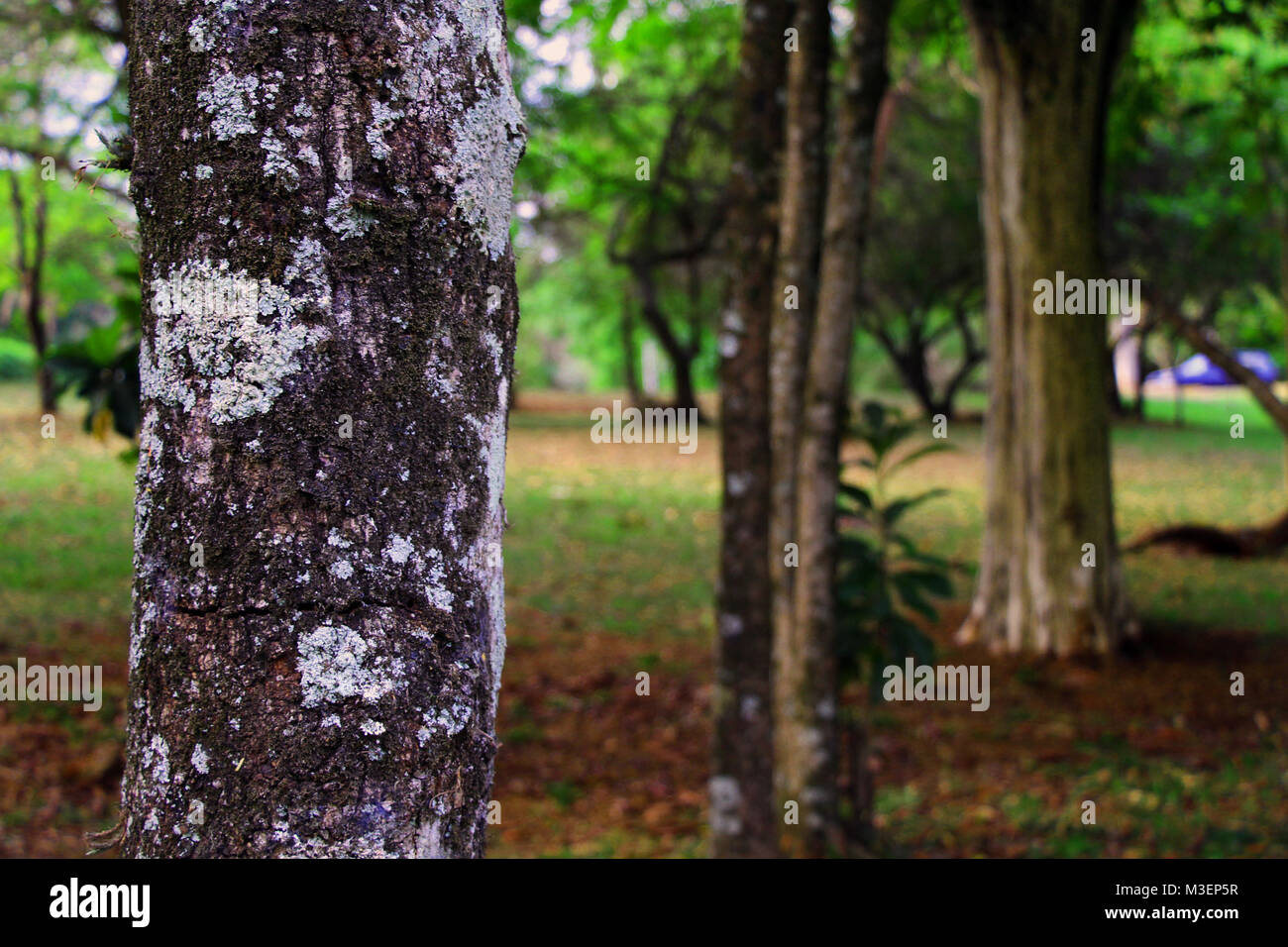 tree trunks aligned Stock Photo - Alamy