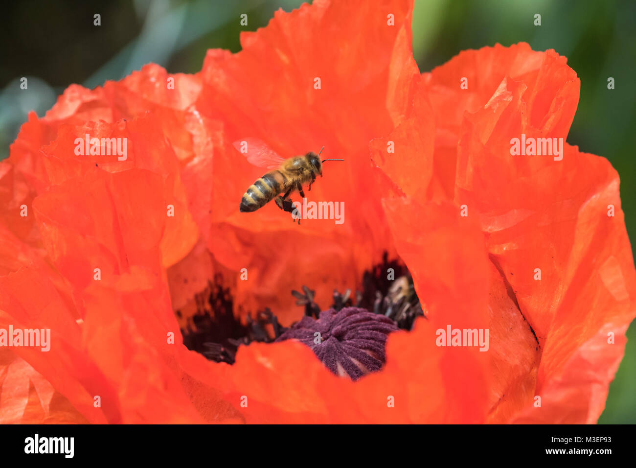 Bee flying over a poppy head Stock Photo - Alamy
