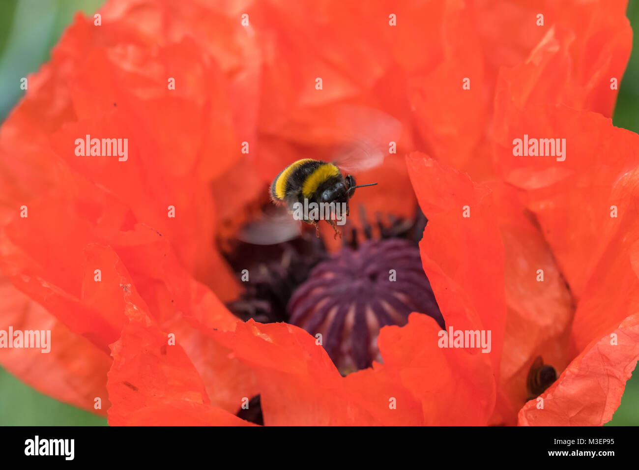 Bumblebee gathering nectar from a red poppy Stock Photo - Alamy