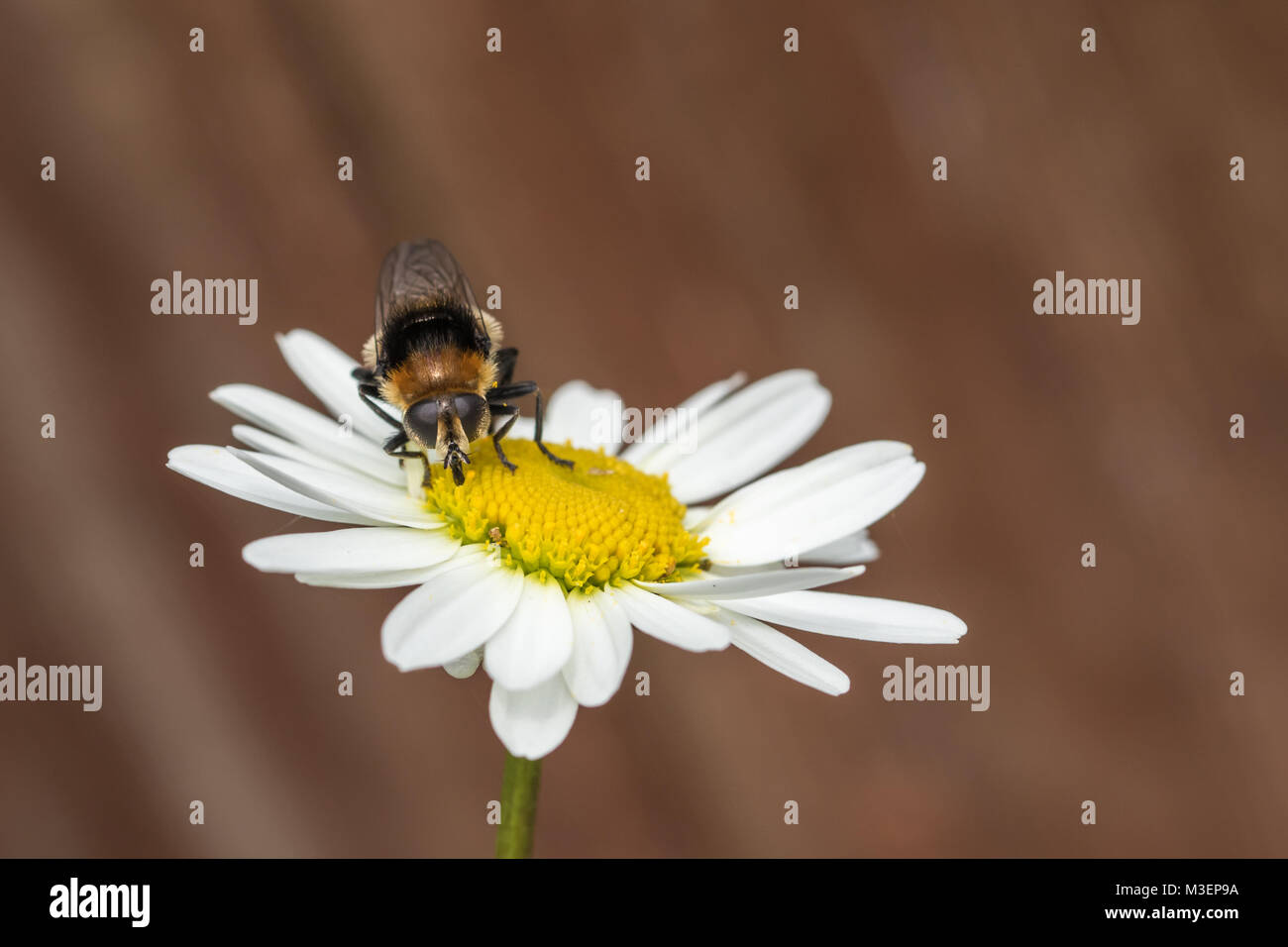 Narcissus bulb fly or hover fly on an oxeye daisy Stock Photo - Alamy