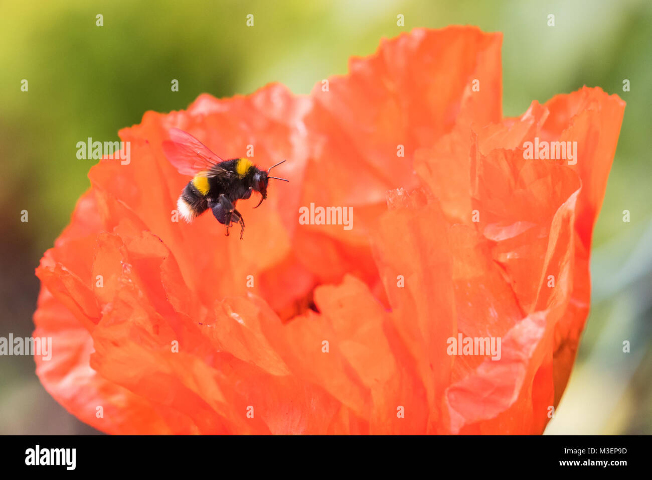 Bumblebee gathering nectar from a red poppy Stock Photo - Alamy