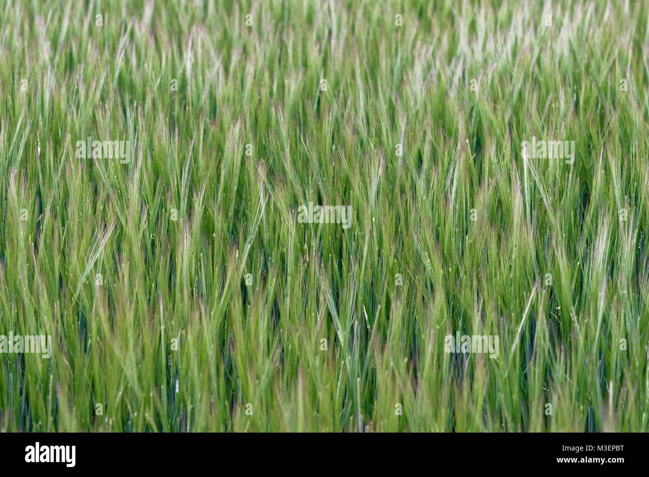 Image texture hi-res stock photography and images - Alamy