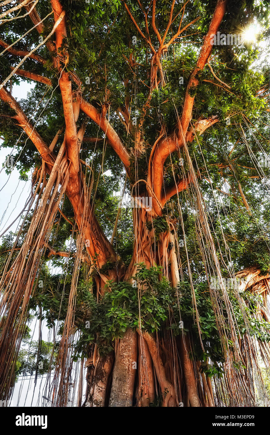 Wild Tree in Indonesia taken in 2015 Stock Photo - Alamy