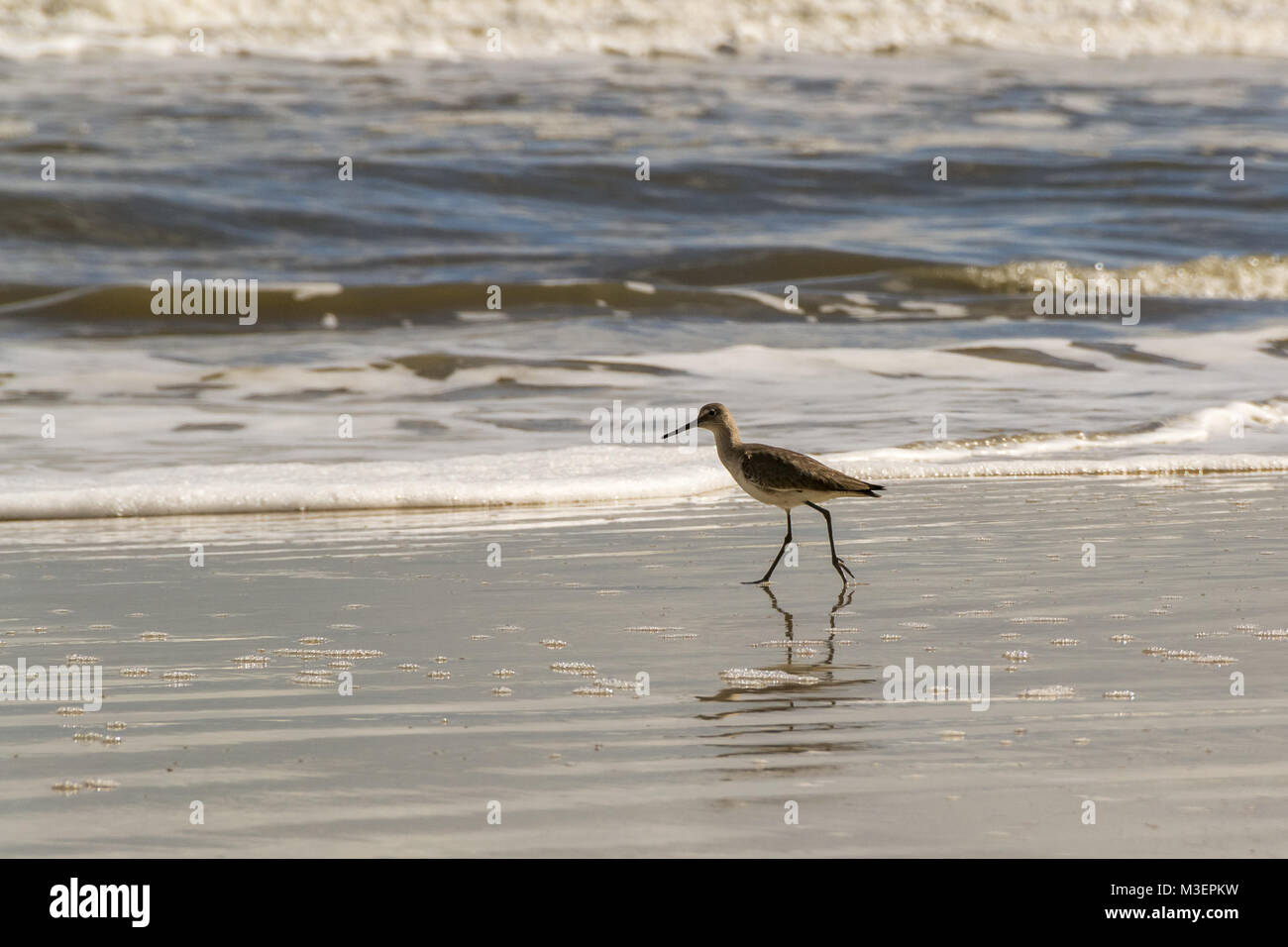 Willet on a beach hi-res stock photography and images - Alamy