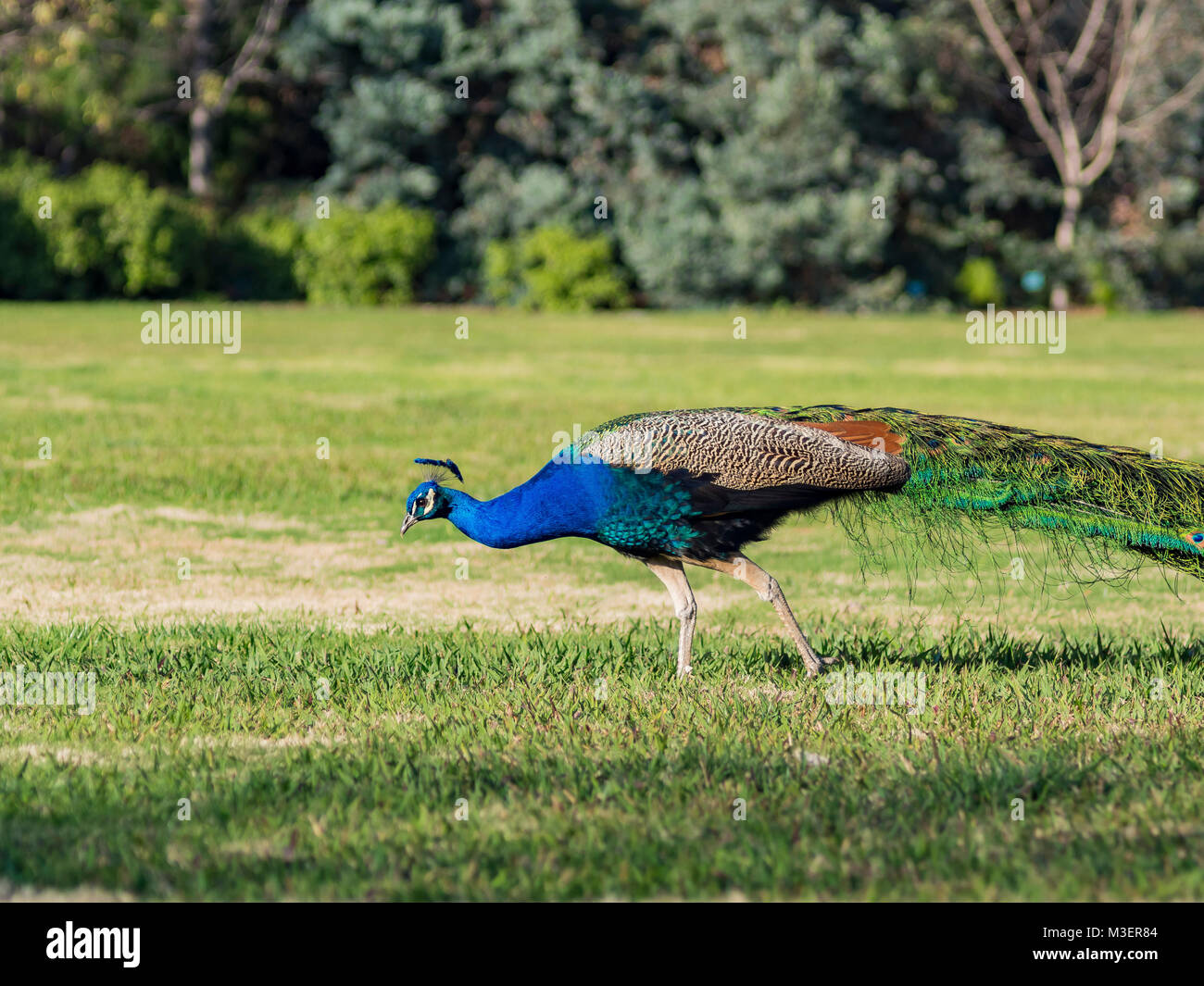 Beautiful peacock walking around at Los Angeles County Arboretum ...