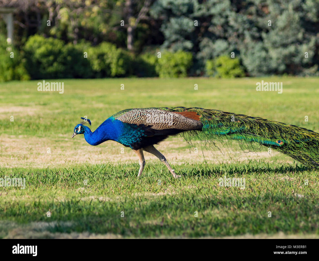 Beautiful peacock walking around at Los Angeles County Arboretum ...