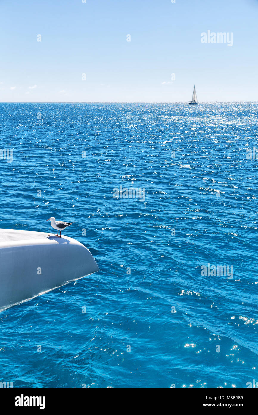 in australia catamaran deck lots of free seagull near the sea Stock ...