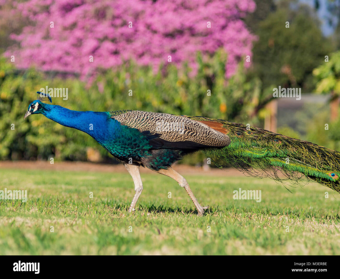 Beautiful peacock walking around at Los Angeles County Arboretum ...