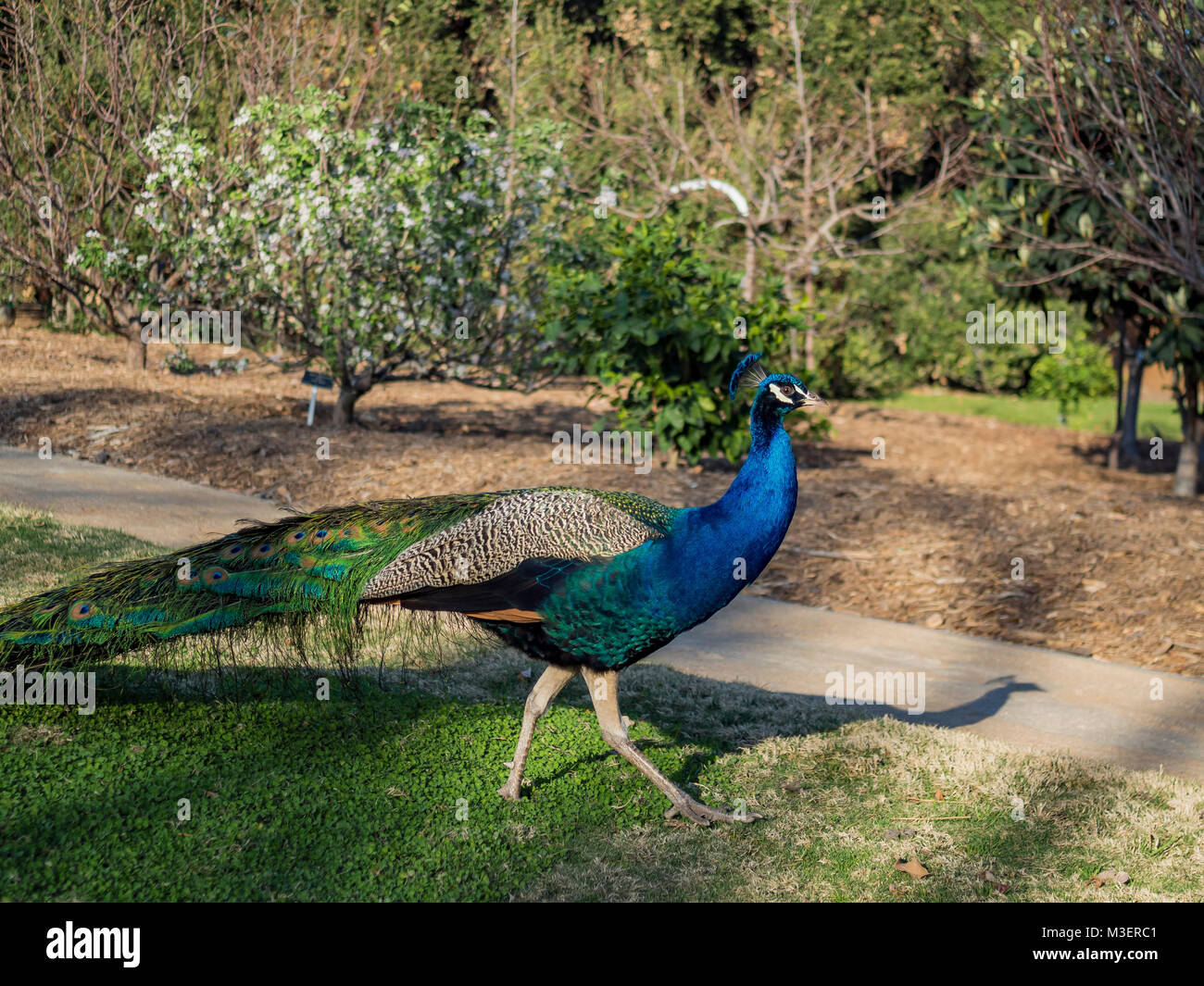 Beautiful peacock walking around at Los Angeles County Arboretum ...