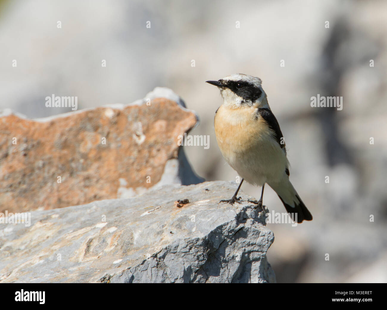 Male Black-Eared Wheatear (Oenanthe hispanica) pale throated race sat ...