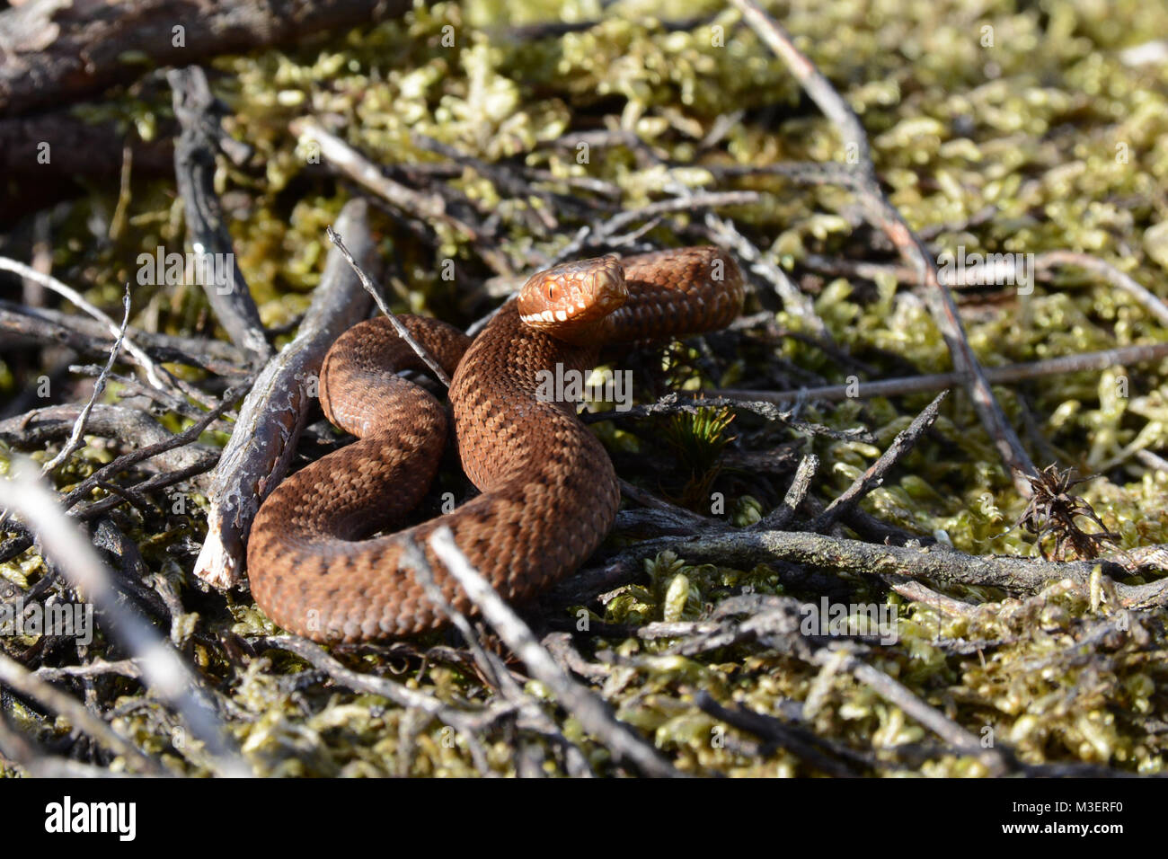 Baby Viper Snake Stock Photos & Baby Viper Snake Stock Images - Alamy