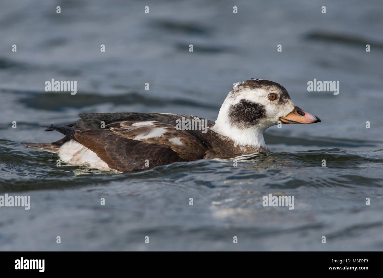 Long tailed duck uk hi-res stock photography and images - Alamy