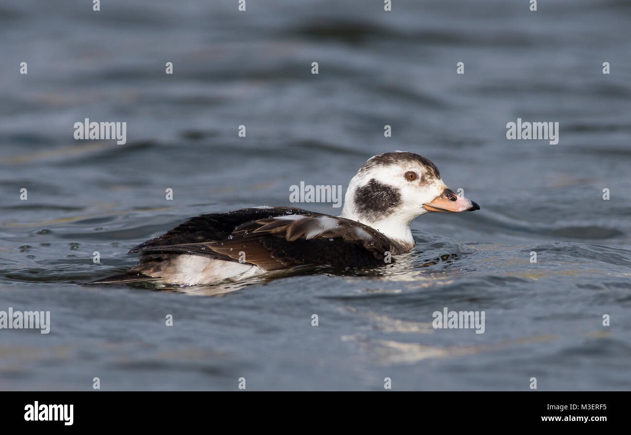 Long tailed duck uk hi-res stock photography and images - Alamy