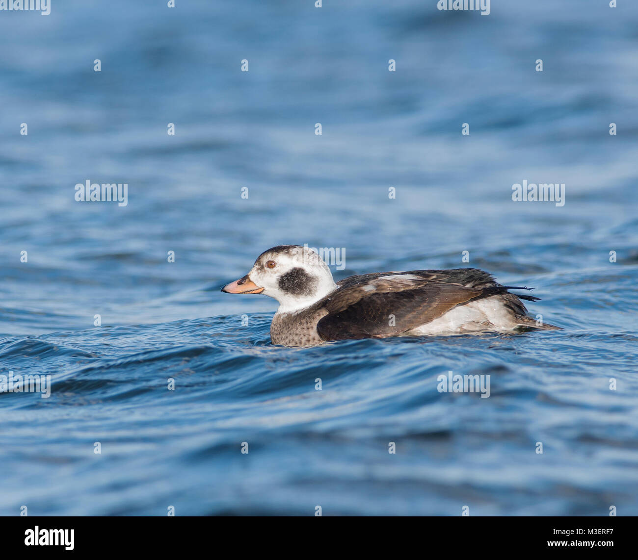 Juvenile male long tailed duck hi-res stock photography and images - Alamy