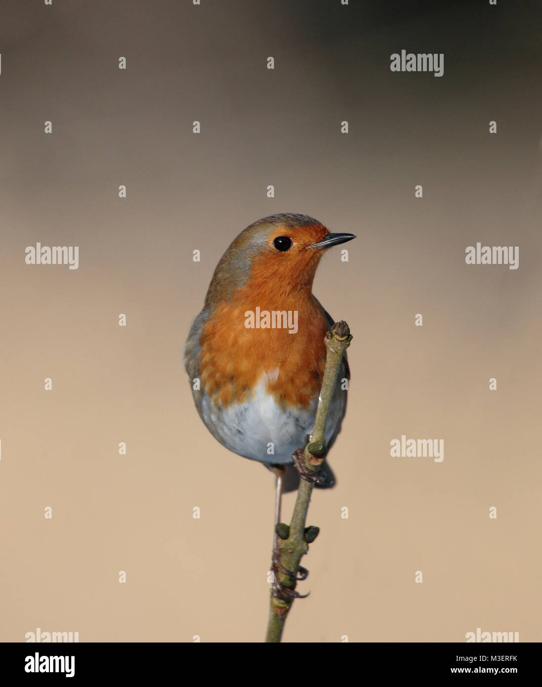 Irish robin hi-res stock photography and images - Alamy