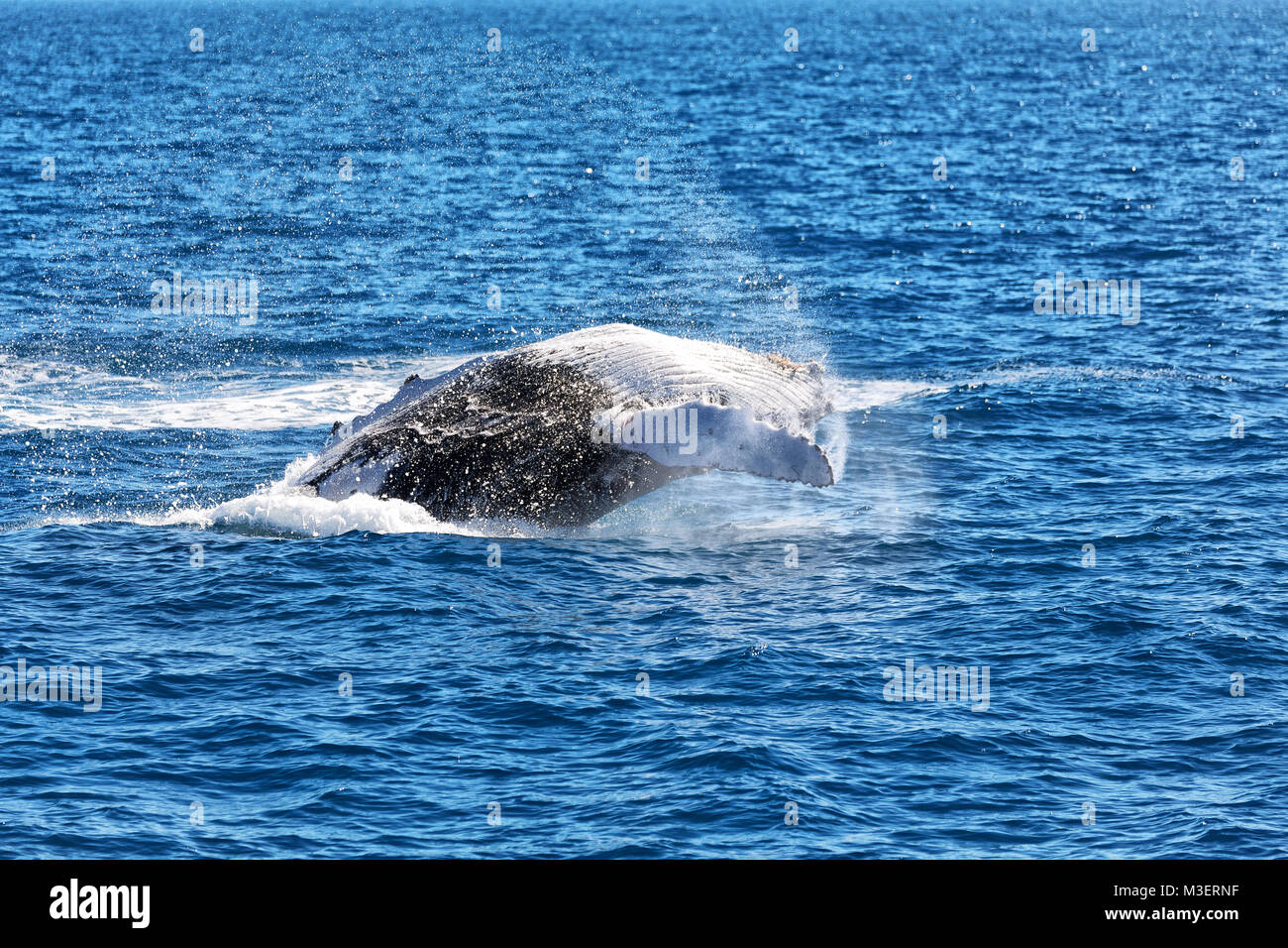 in australia a free whale in the ocean like concept of freedom Stock ...