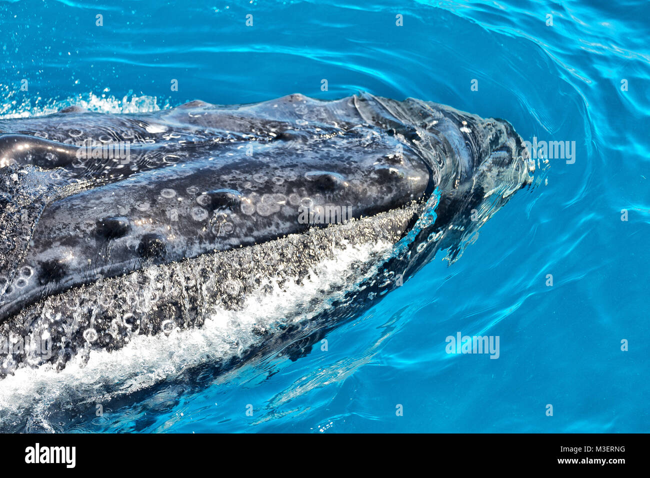 in australia a free whale in the ocean like concept of freedom Stock ...