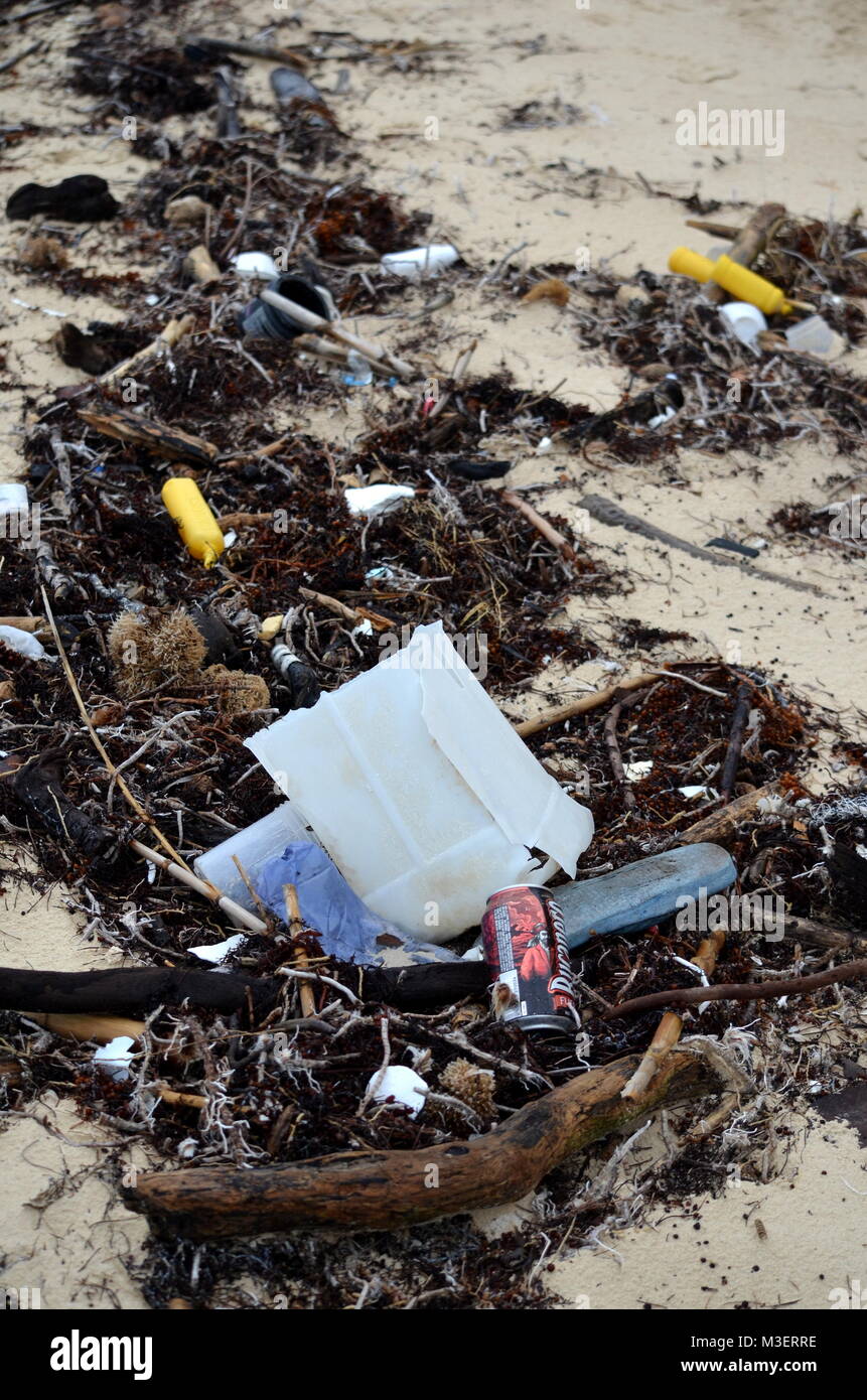 Garbage, plastic waste and heaps of dead marine plants and animals ...
