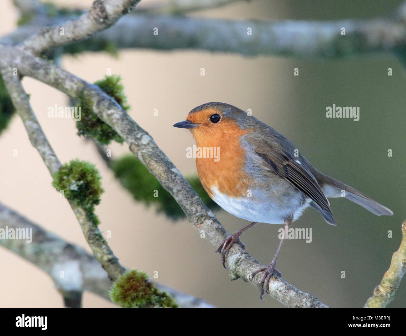 Robin flying uk branch hi-res stock photography and images - Alamy