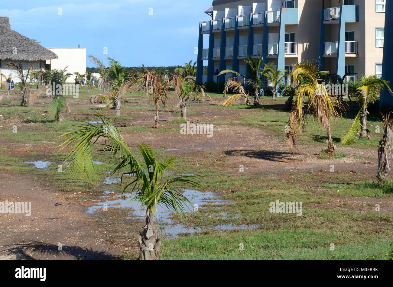 Hurricane palm trees destroyed hi-res stock photography and images - Alamy