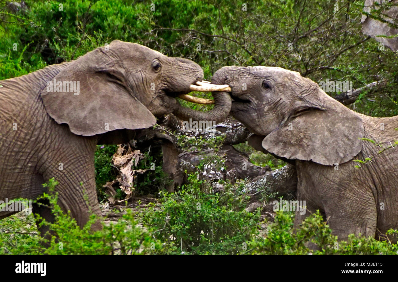 Elephants jousting hi-res stock photography and images - Alamy