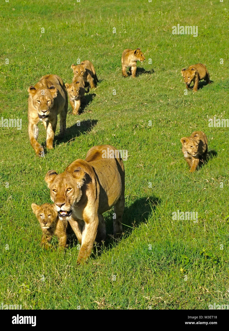Two female lions with their six cubs in Ngorongoro Crater of Tanzania ...