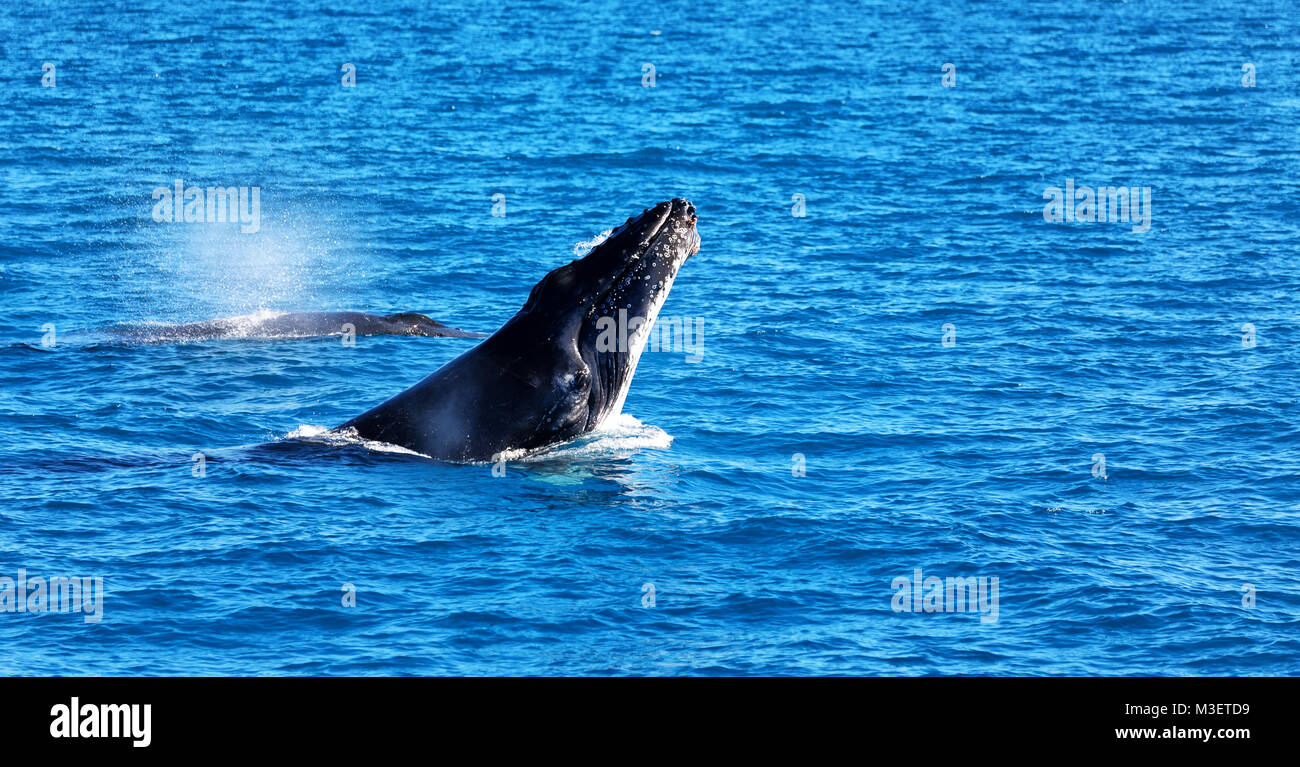 in australia a free whale in the ocean like concept of freedom Stock ...