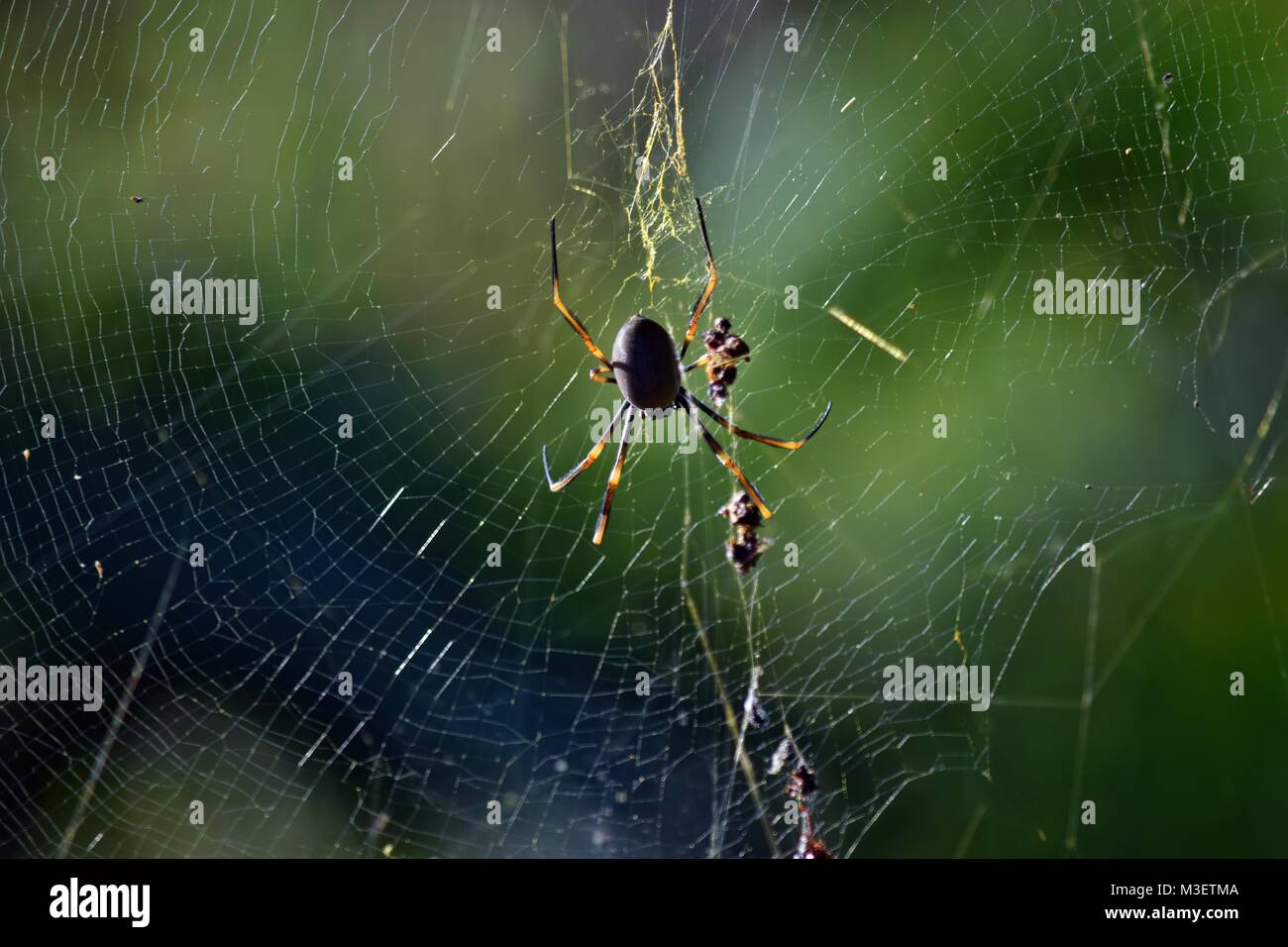 Australian orb weaving spider hi-res stock photography and images - Alamy